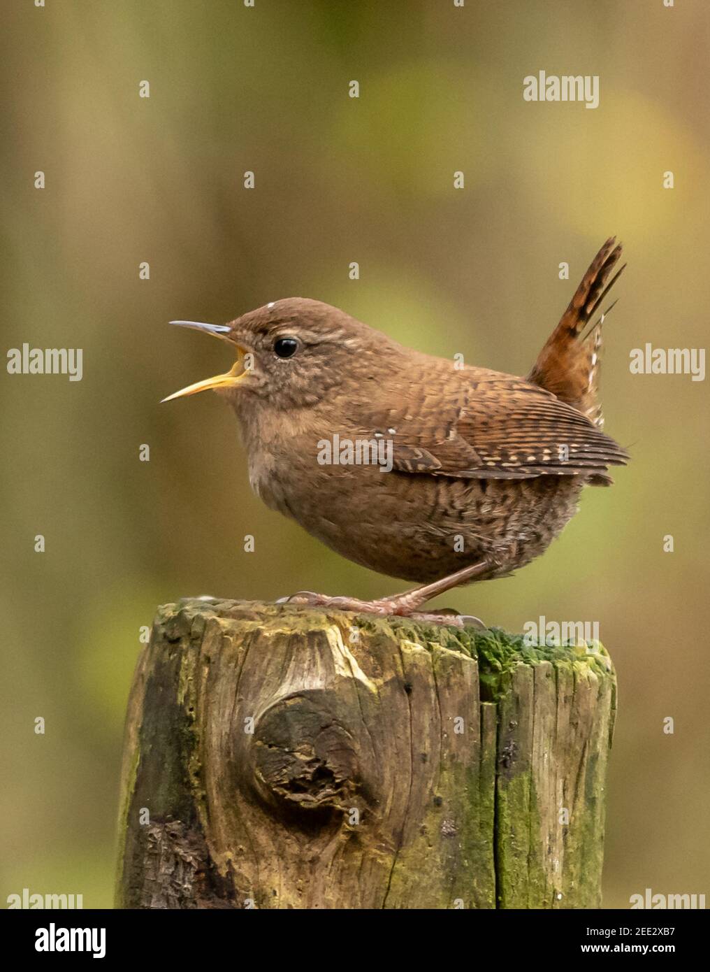 Wren garden bird hi-res stock photography and images - Alamy