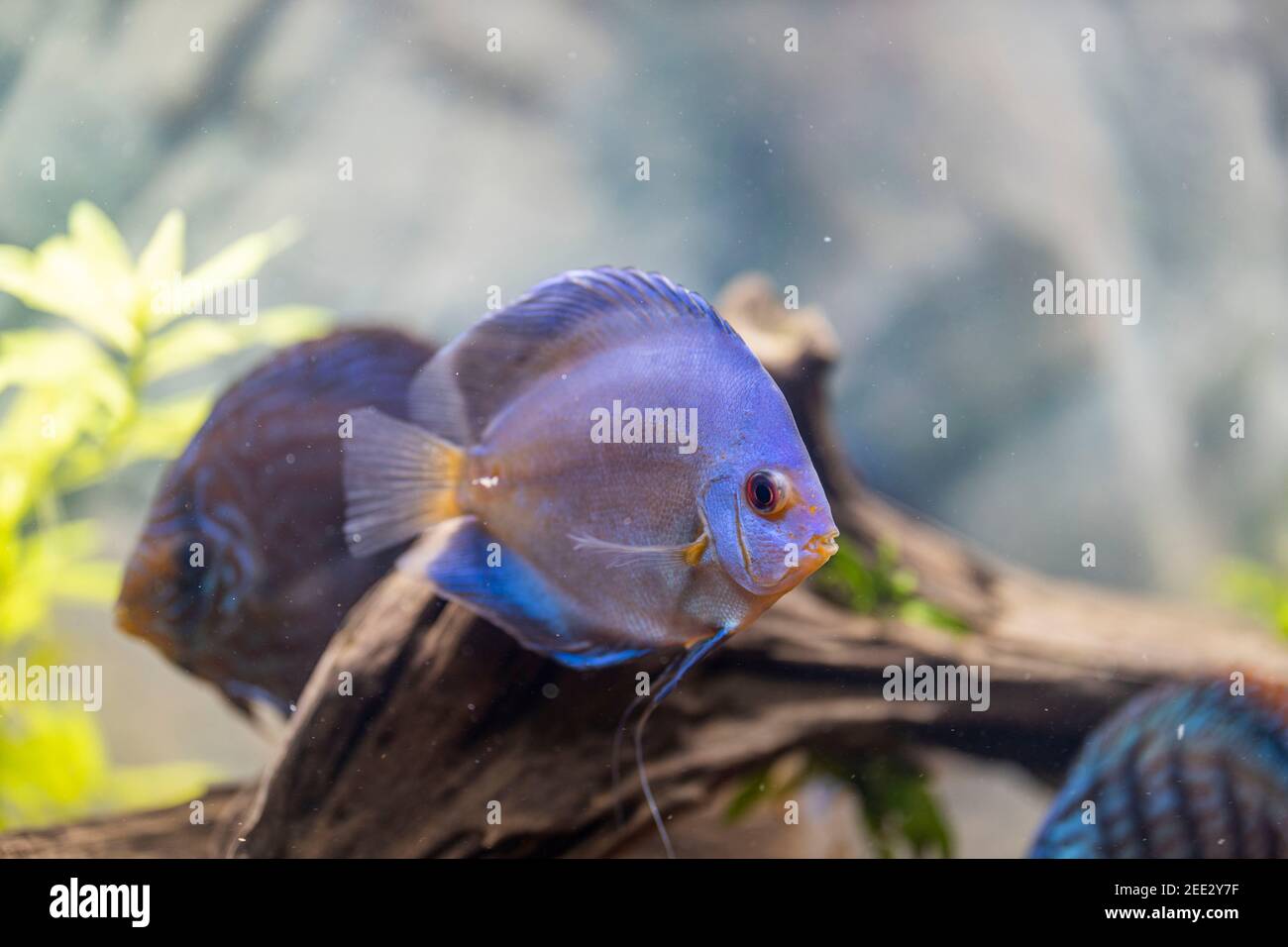 View of gorgeous blue diamond discus aquarium fish isolated. Hobby ...