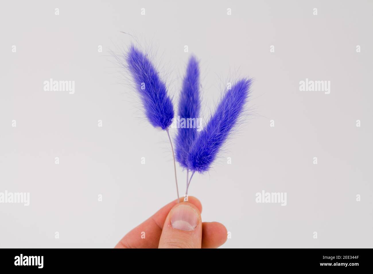 a purple spikelet dried flowers on white background Stock Photo - Alamy