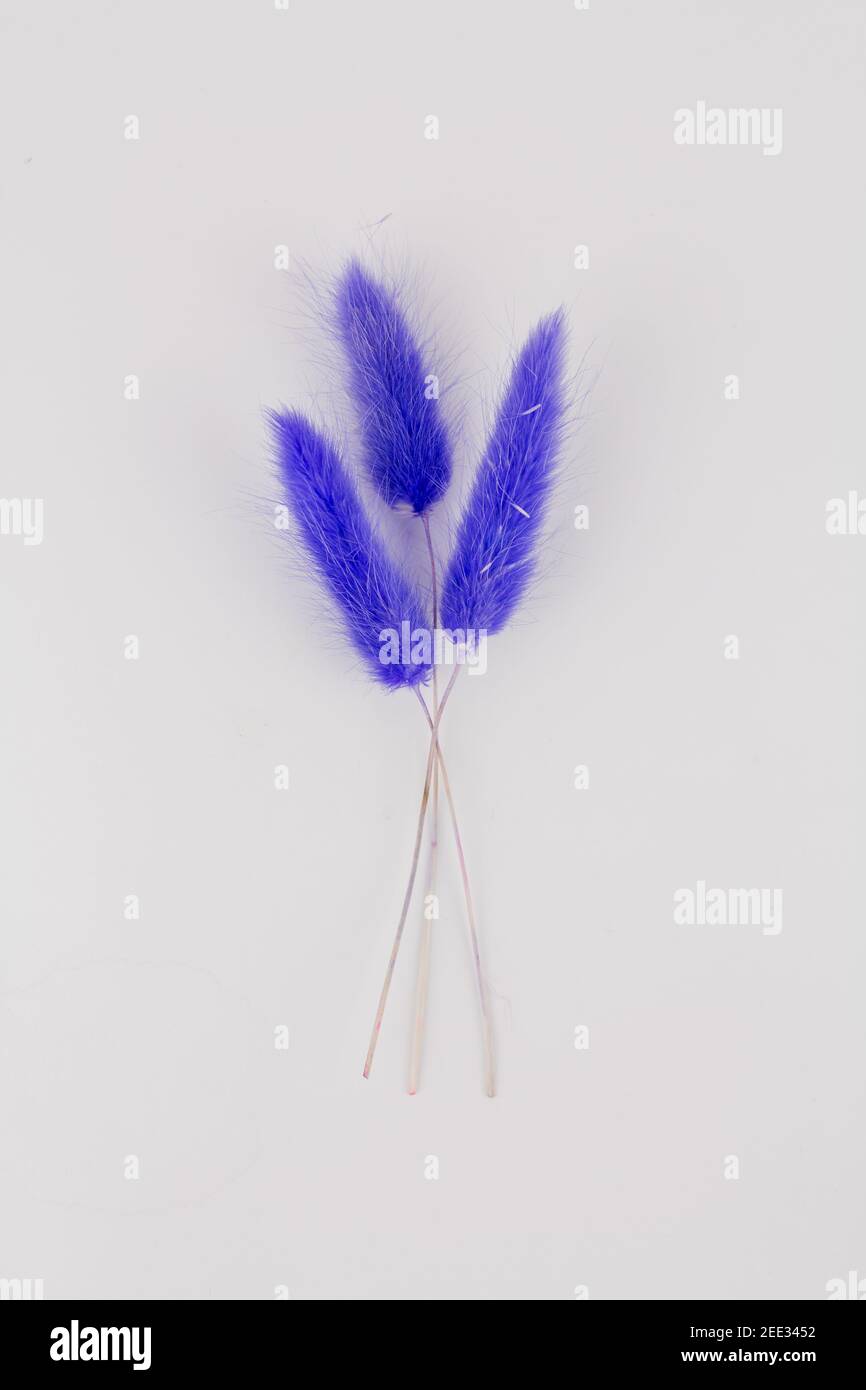 a purple spikelet dried flowers on white background Stock Photo - Alamy
