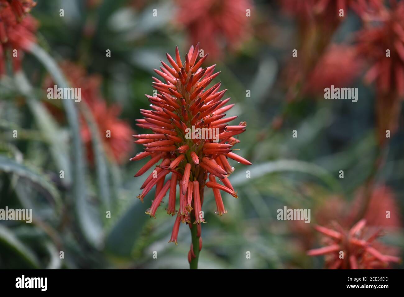 Aloe vera flowers red hi-res stock photography and images - Alamy