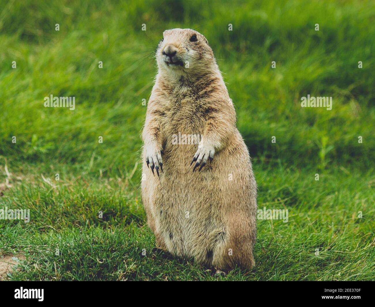 Marmot standing up in grass Stock Photo - Alamy
