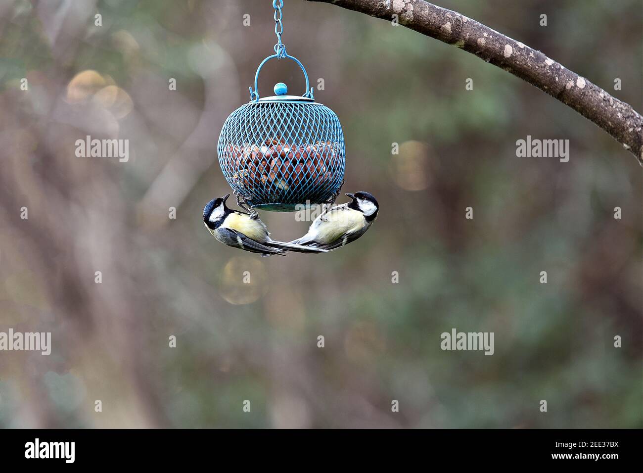 Great titmouse hi-res stock photography and images - Alamy