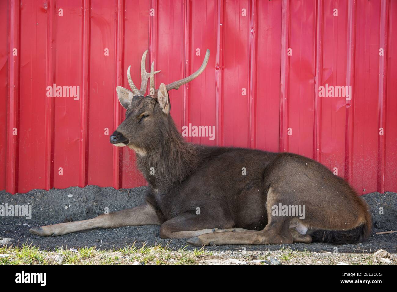 Red deer china hi-res stock photography and images - Alamy