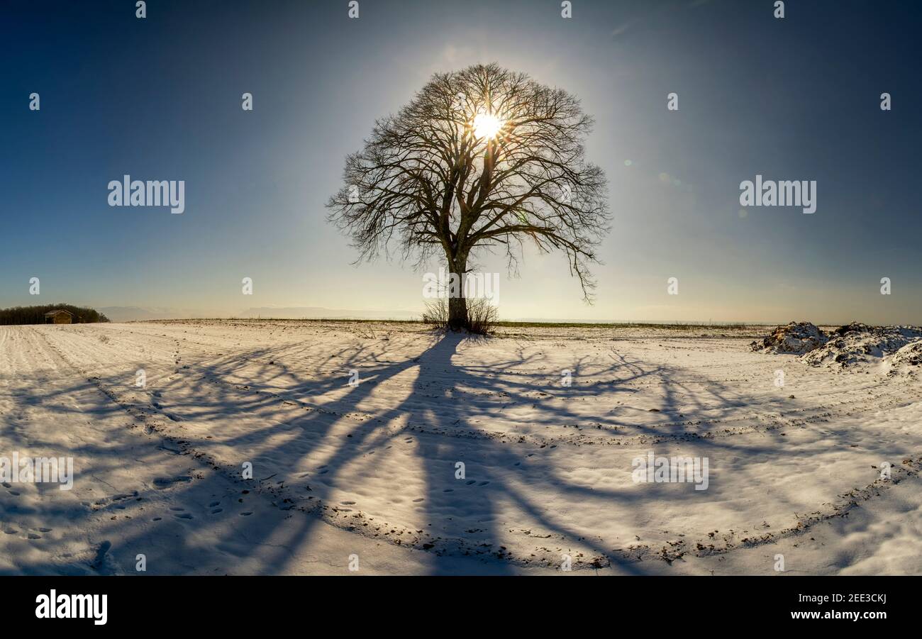 Oak tree in snowy landscape Stock Photo - Alamy