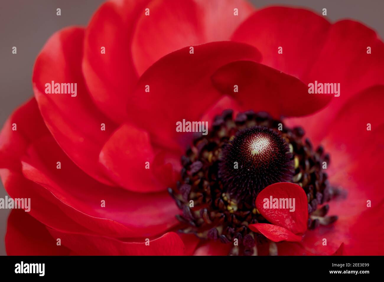 Red buttercup flower hi-res stock photography and images - Alamy