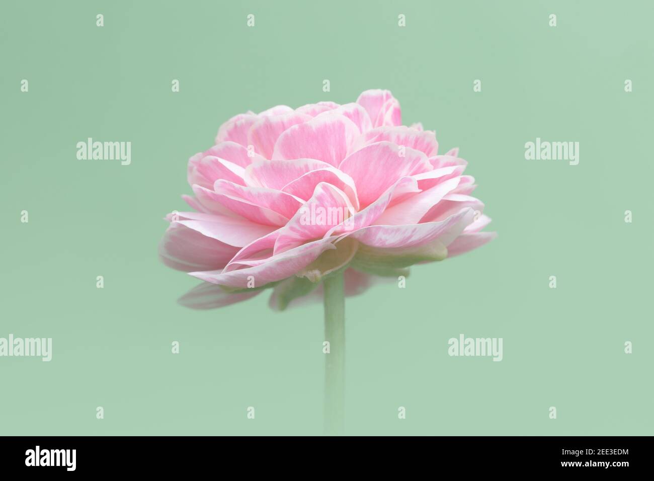 Side View of Isolated Pink Ranunculus Flower Stock Photo - Alamy