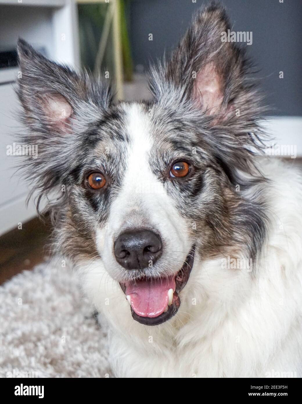 Blue Merle Border Collie Dog at home, smiling, happy with tongue and ...