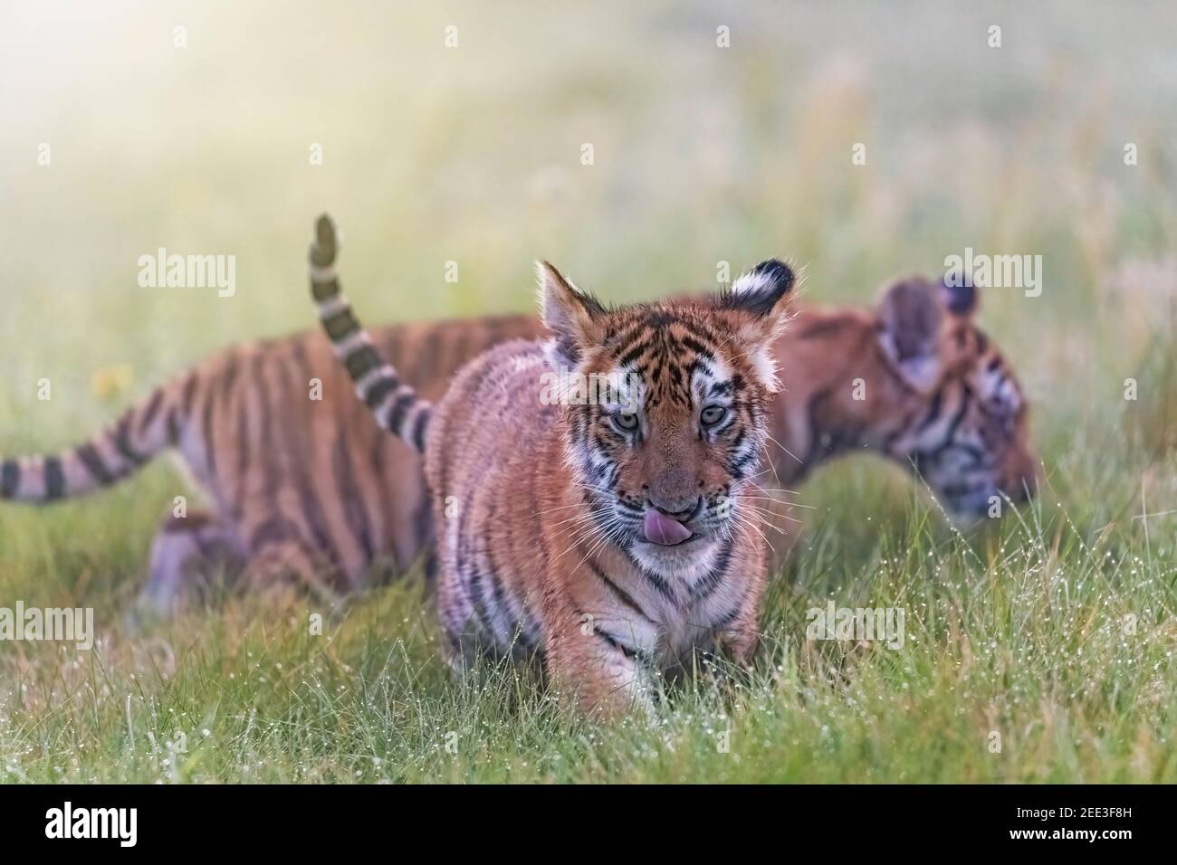 Pair of Bengal tiger cubs walking in the morning meadow. Horizontally ...