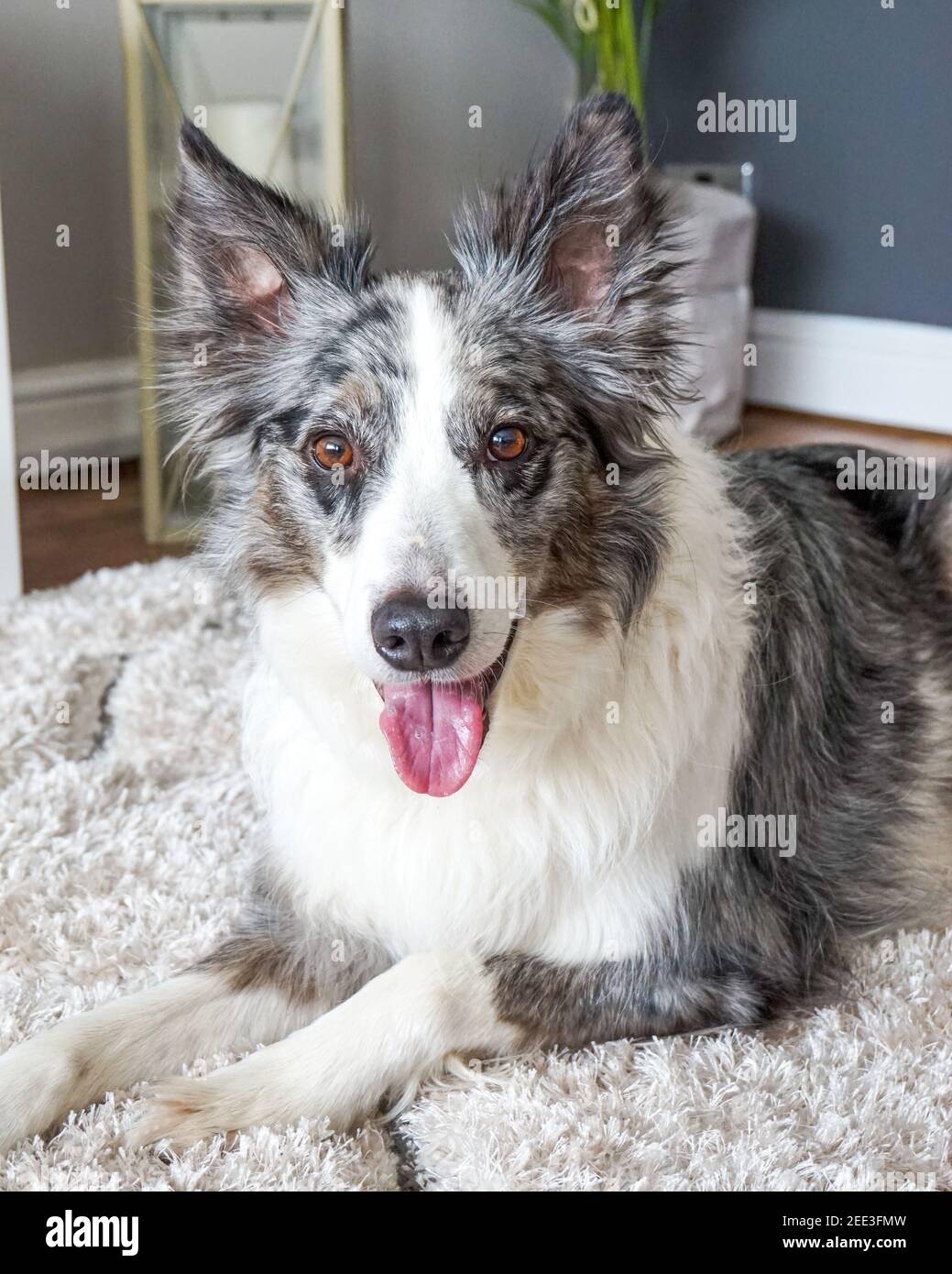 Blue Merle Border Collie Dog at home, smiling, happy with tongue and ...