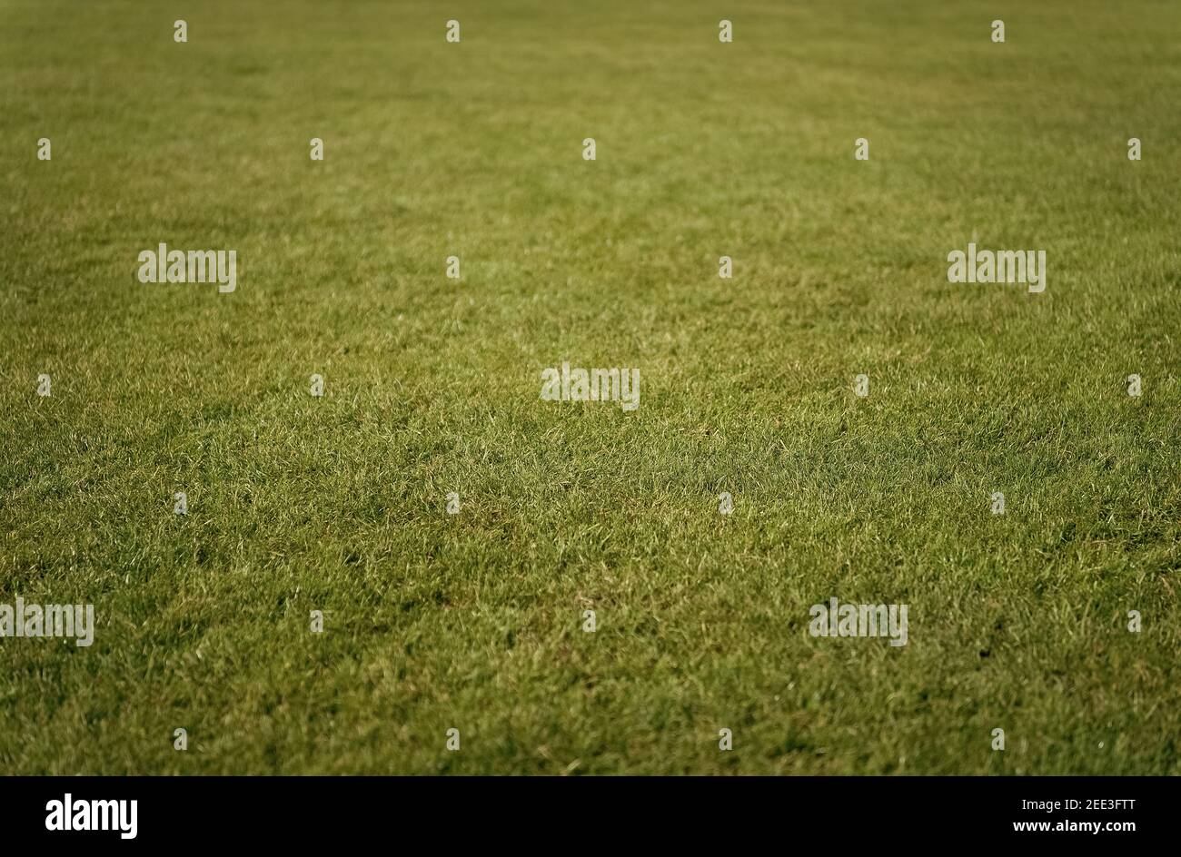 Green grass background. Grass lawn texture. Soccer or golf grass field ...