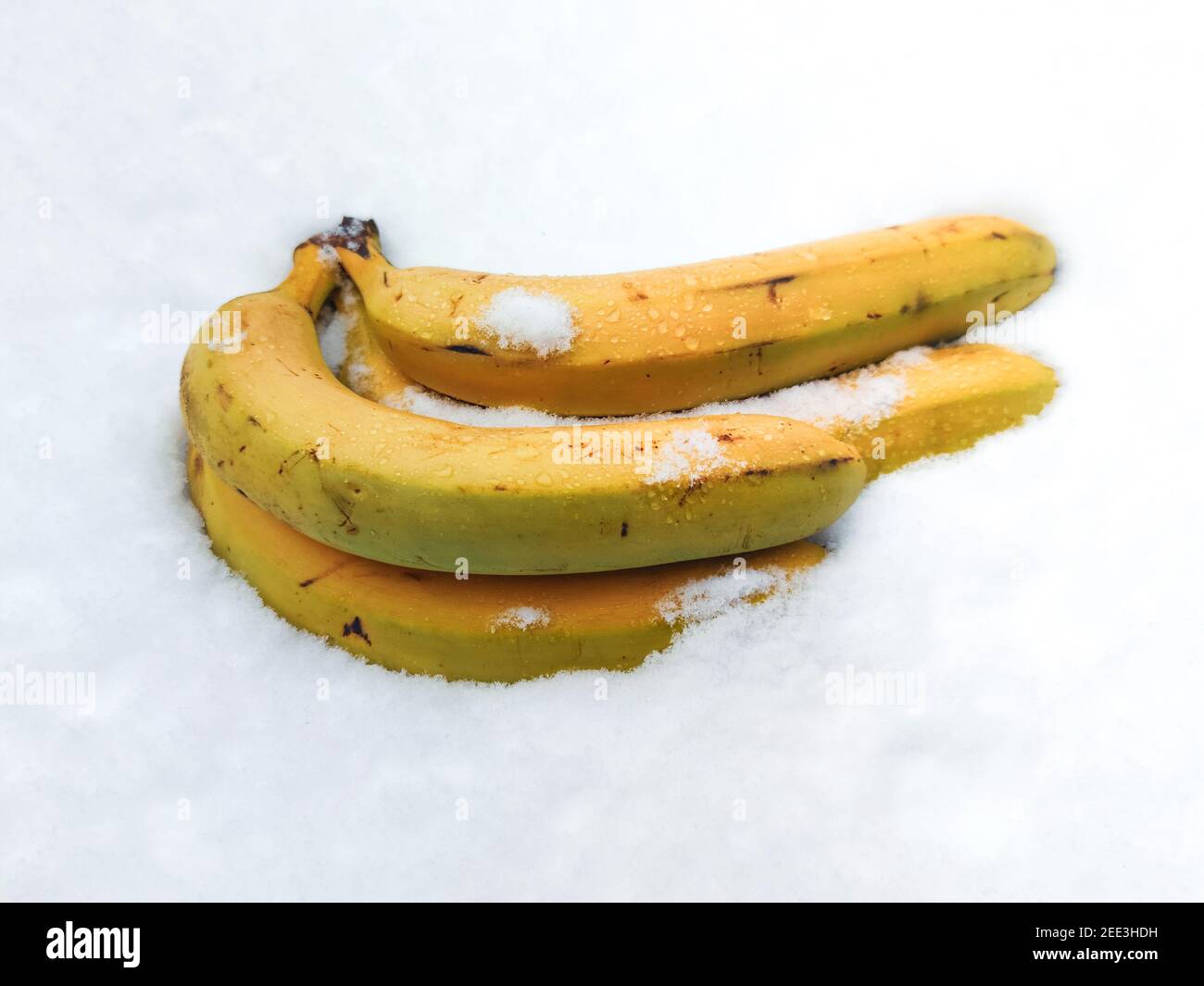 frozen bananas in the snow, tropical fruits in winter Stock Photo - Alamy