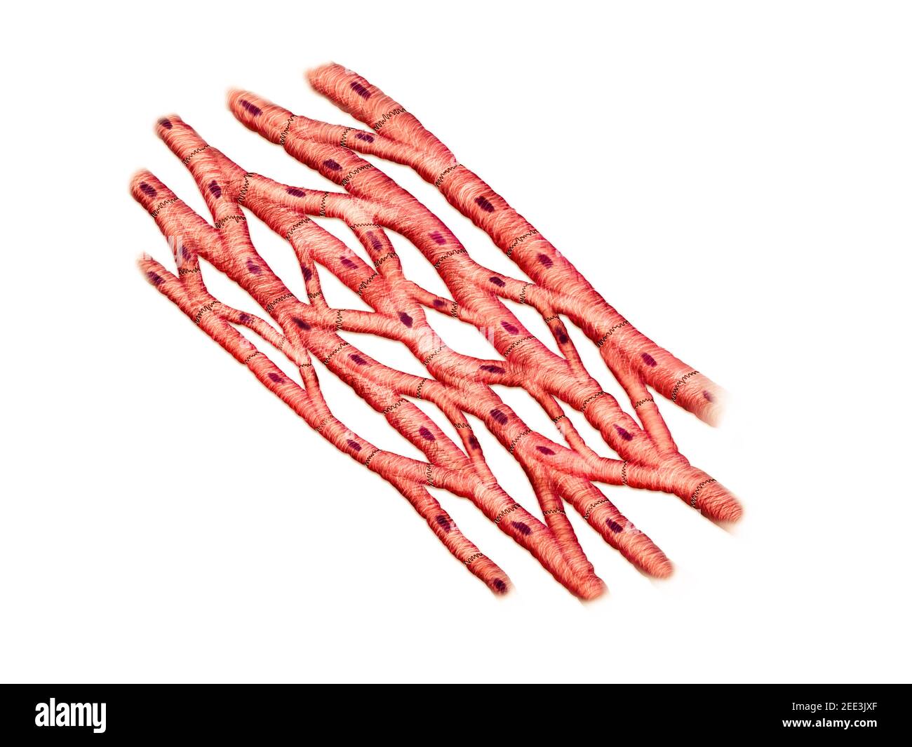 Skeletal muscle cells hi-res stock photography and images - Alamy