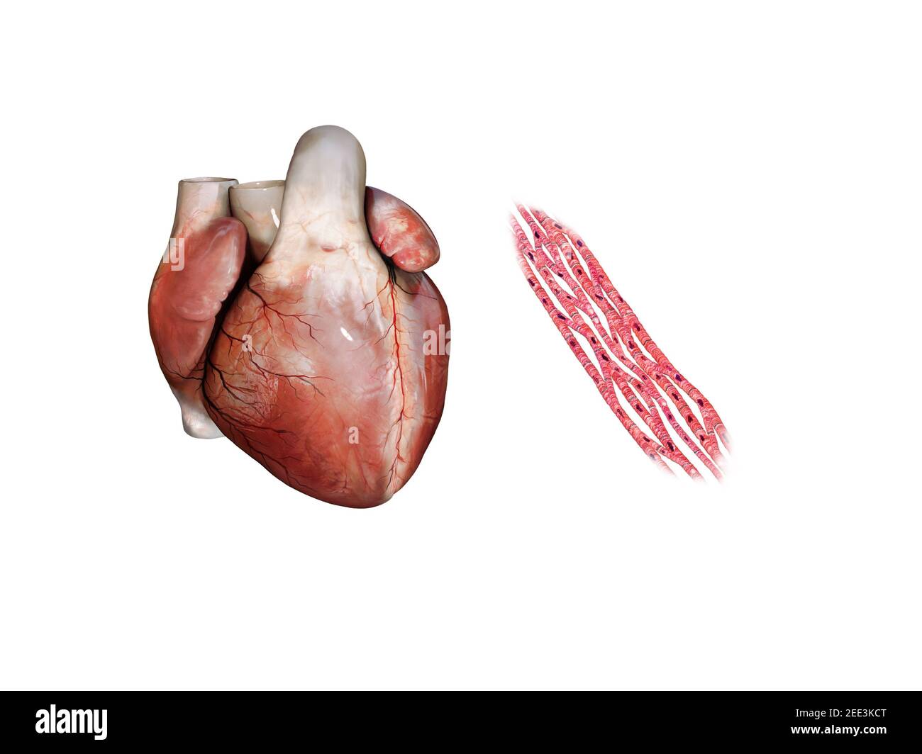 3d illustration Anatomy of Human Heart, cardiac muscle, isolated on ...