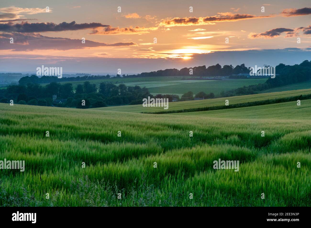 Golden wheatfield in sunset hi-res stock photography and images - Alamy
