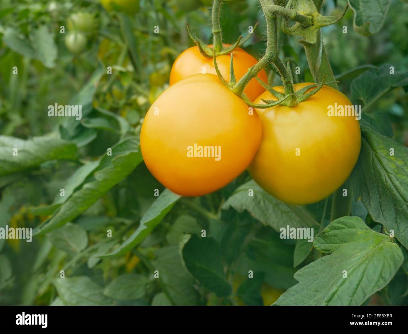 Bunch of juicy yellow tomato fruits hanging on plant and ripening in ...
