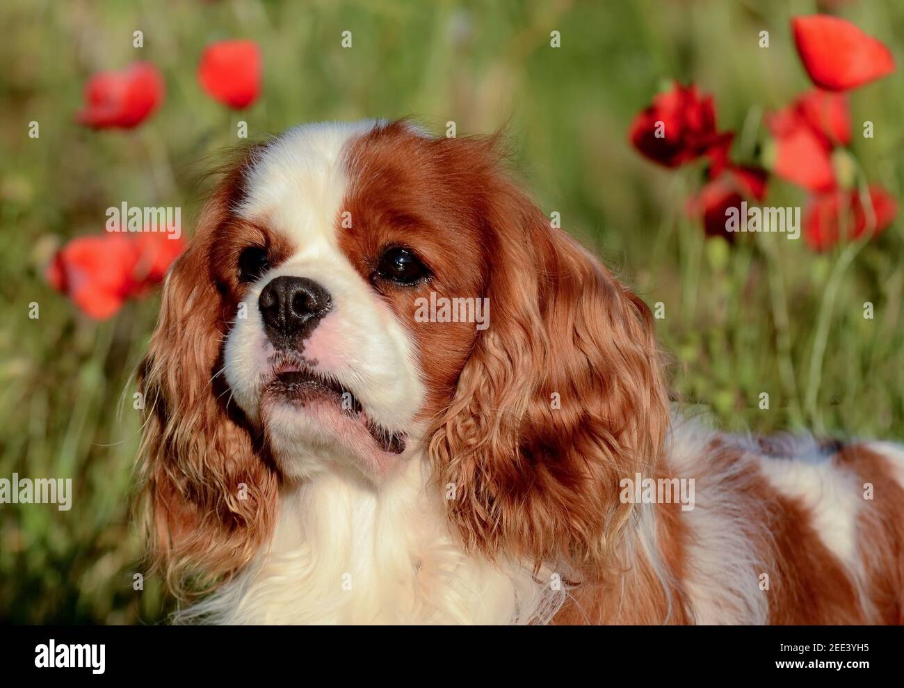 Closeup portrait of a lovely purebred Cavalier King Charles Spaniel dog ...