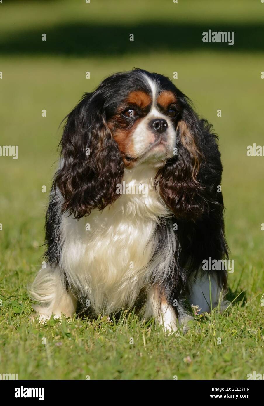 Closeup portrait of a lovely purebred Cavalier King Charles Spaniel dog ...