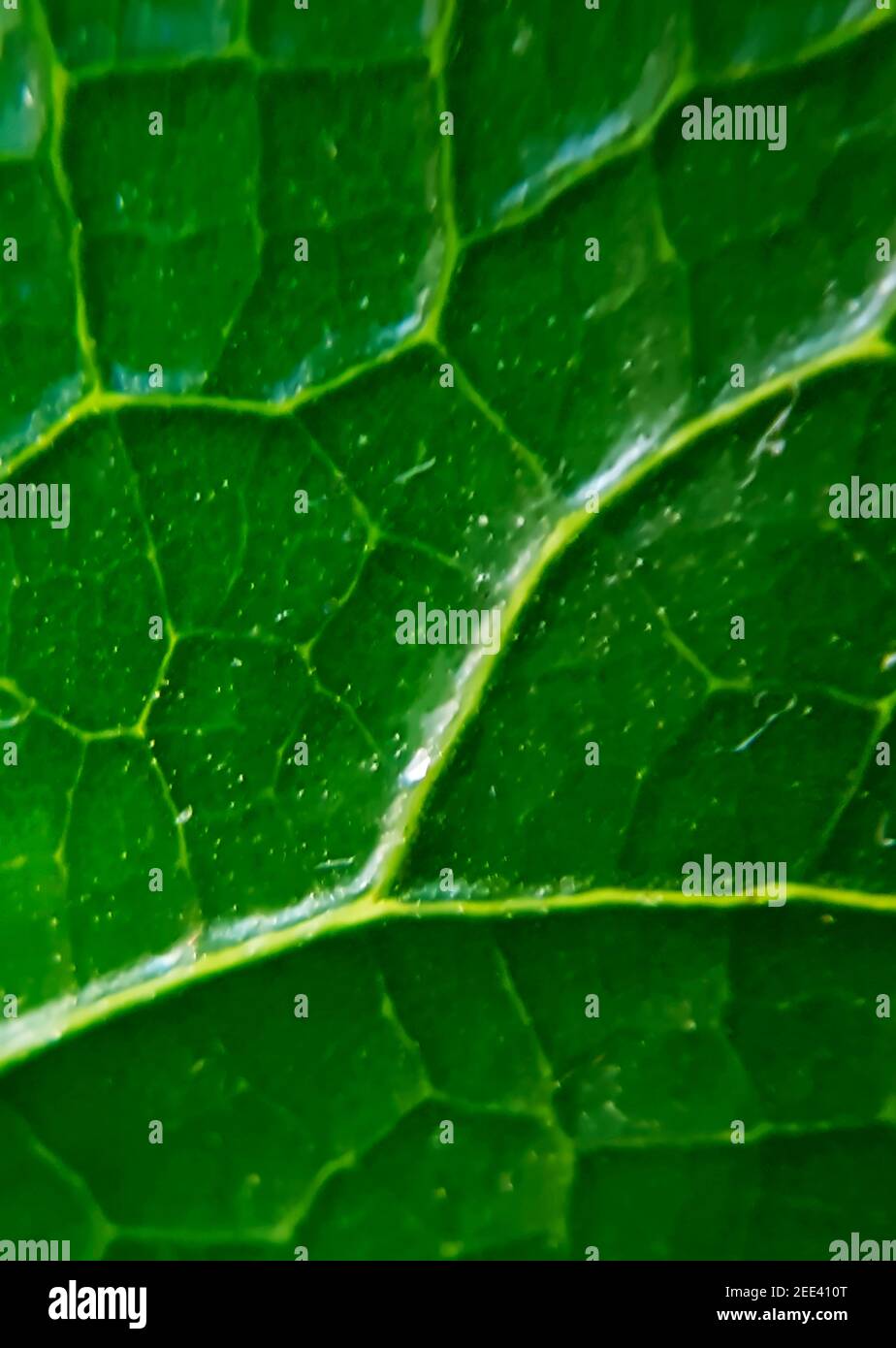Magnified leaf hi-res stock photography and images - Alamy