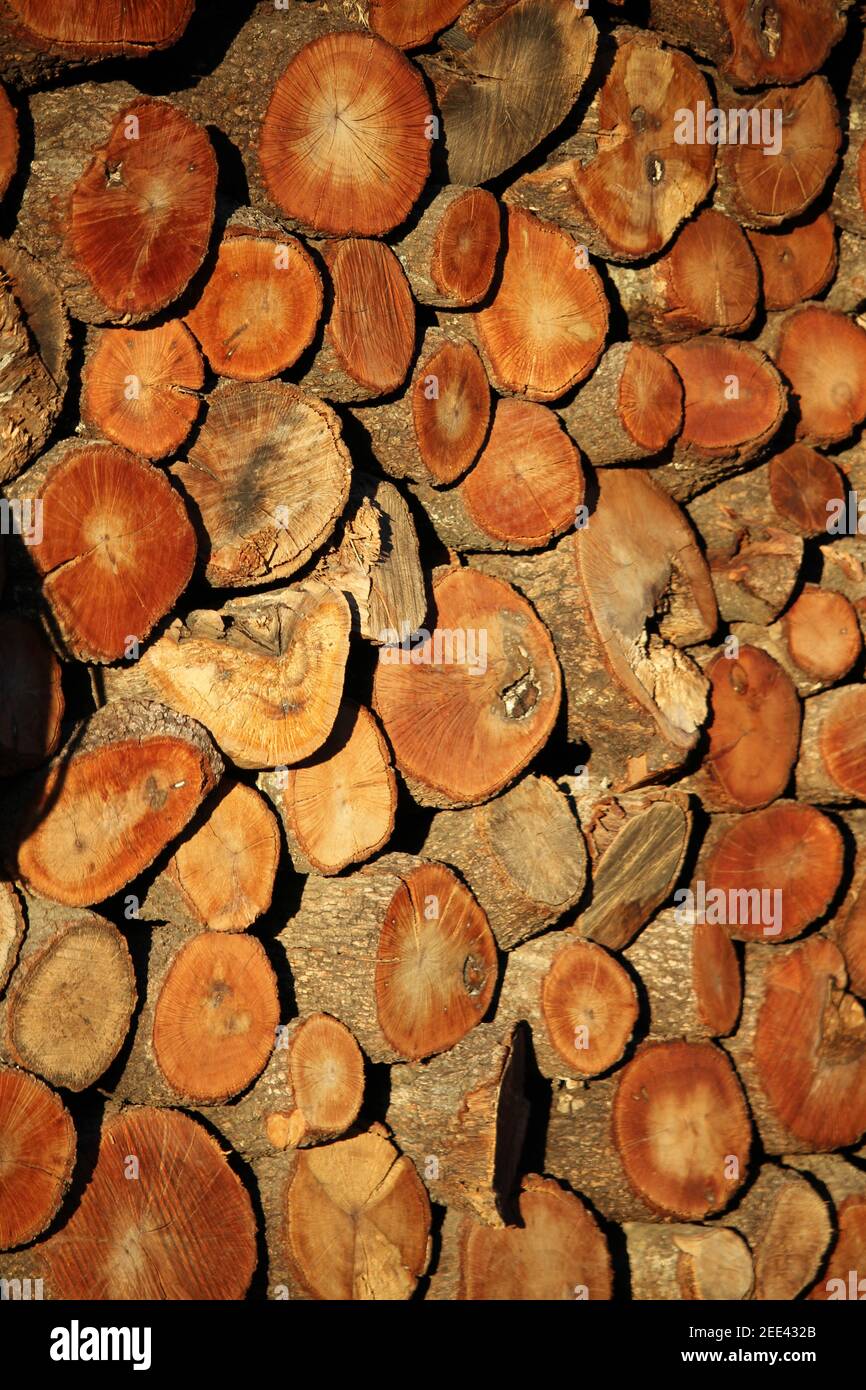 Closeup shot chopped tree hi-res stock photography and images - Alamy