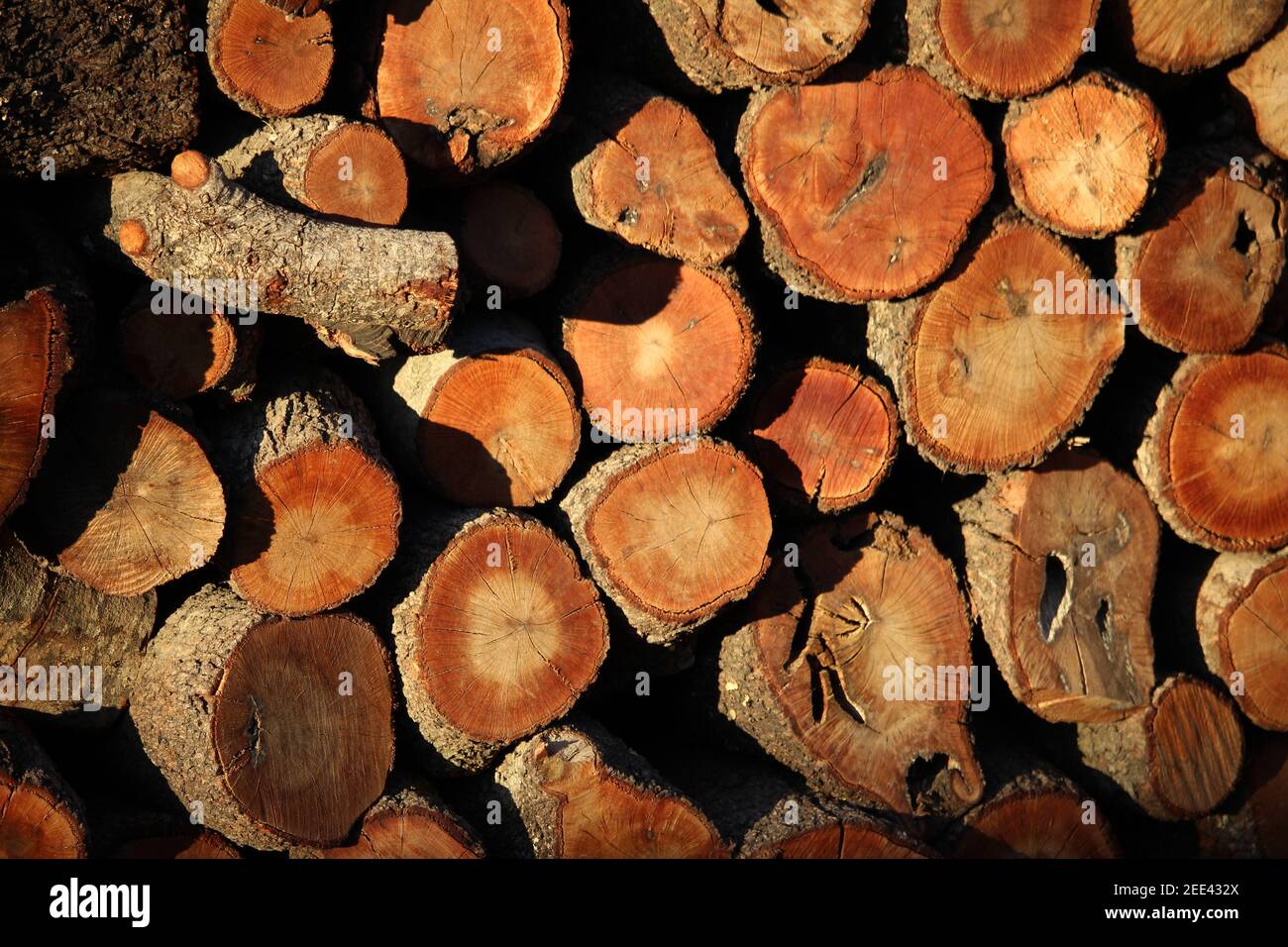 Closeup shot chopped tree hi-res stock photography and images - Alamy