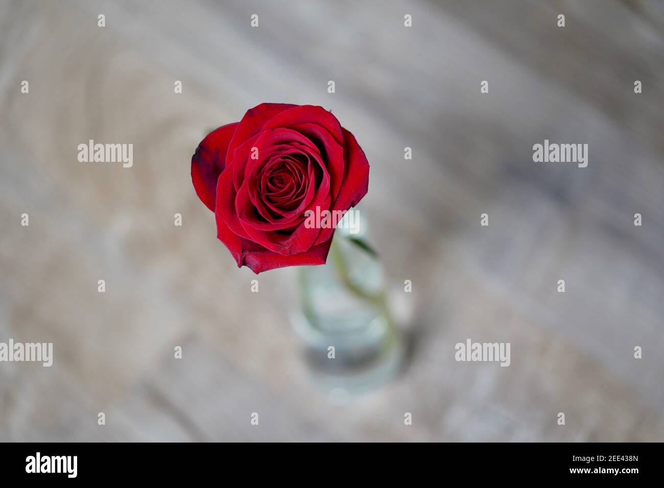A macroscopic view of a red rose in a vase with shallow depth of field ...