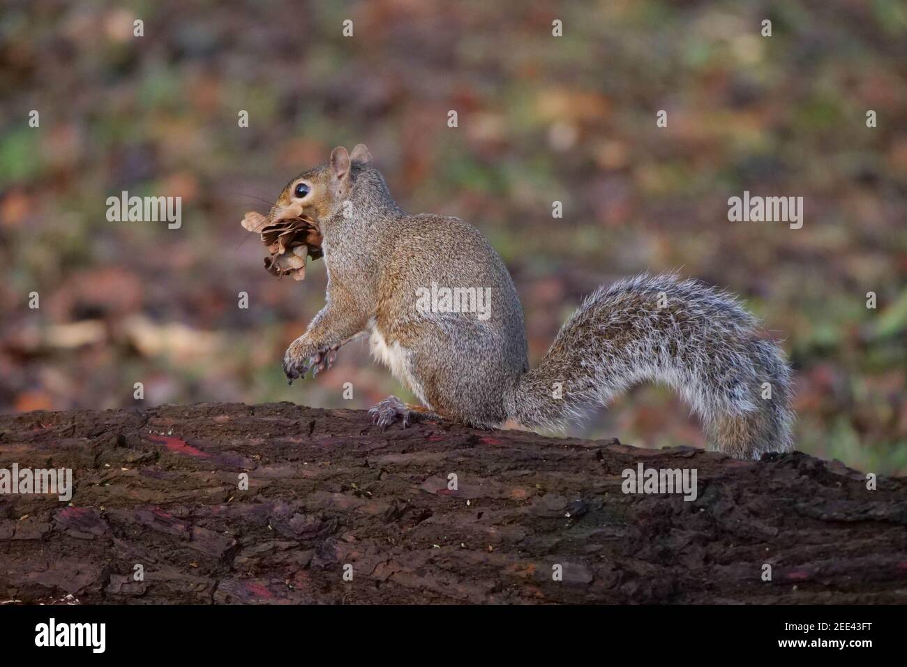 Drey squirrel High Resolution Stock Photography and Images - Alamy