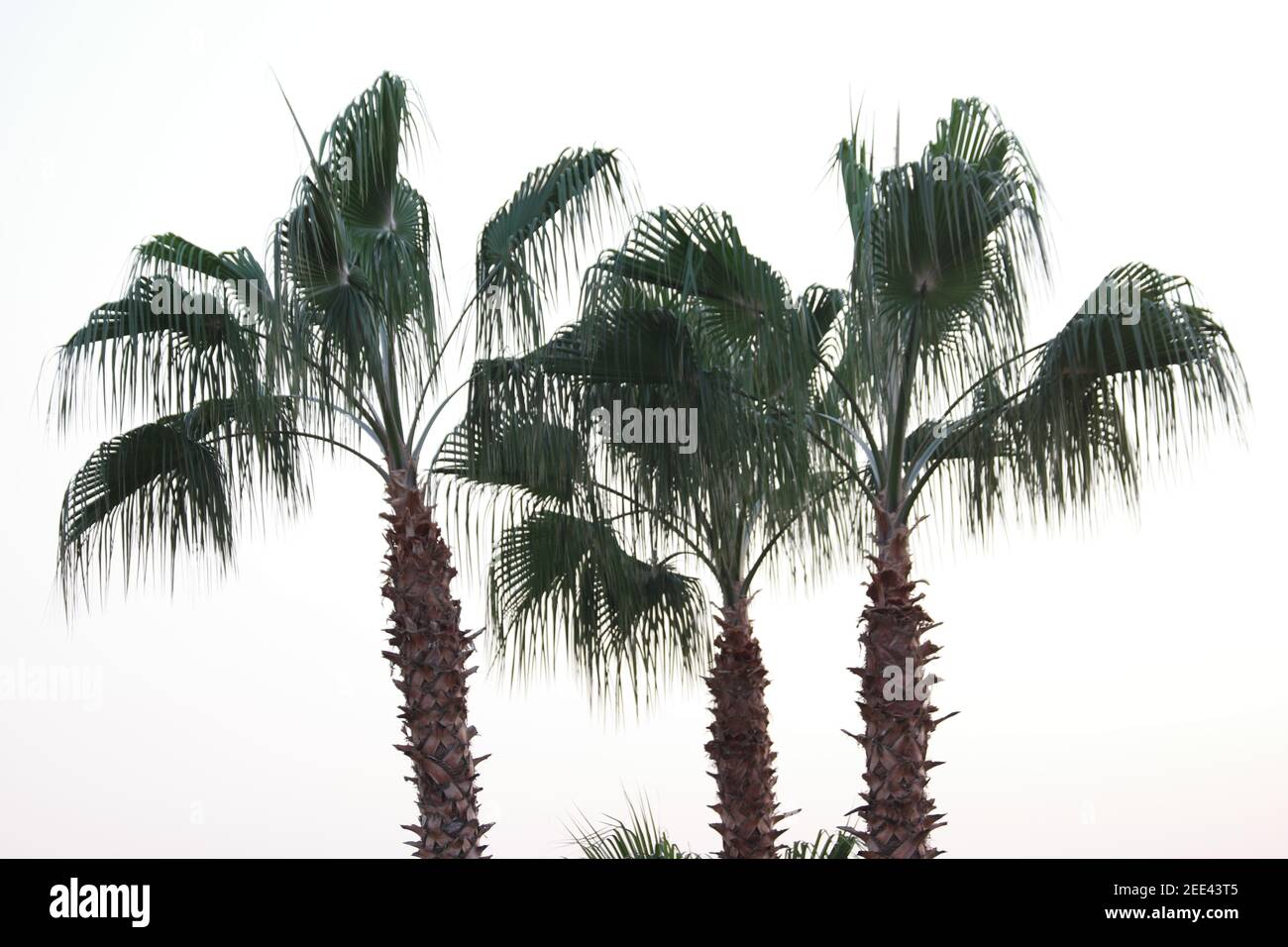 Three palm trees close up Stock Photo - Alamy