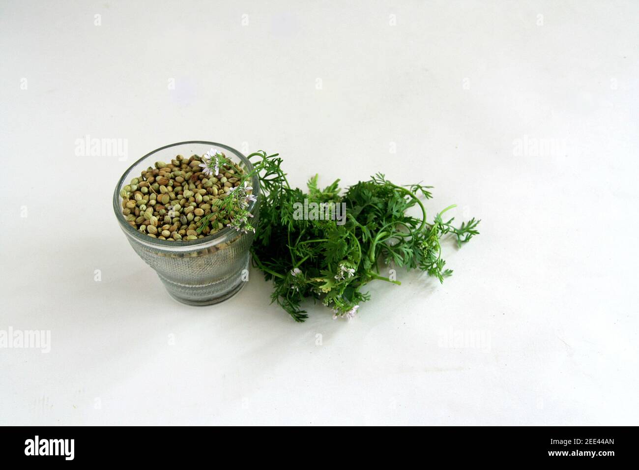 High angle shot of coriander leaves and seeds on a white surface Stock ...