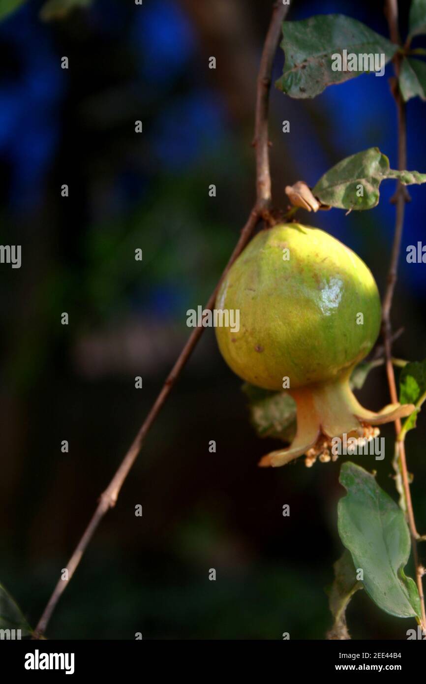 Vertical shot of an unripe pomegranate growing on a tree under the ...