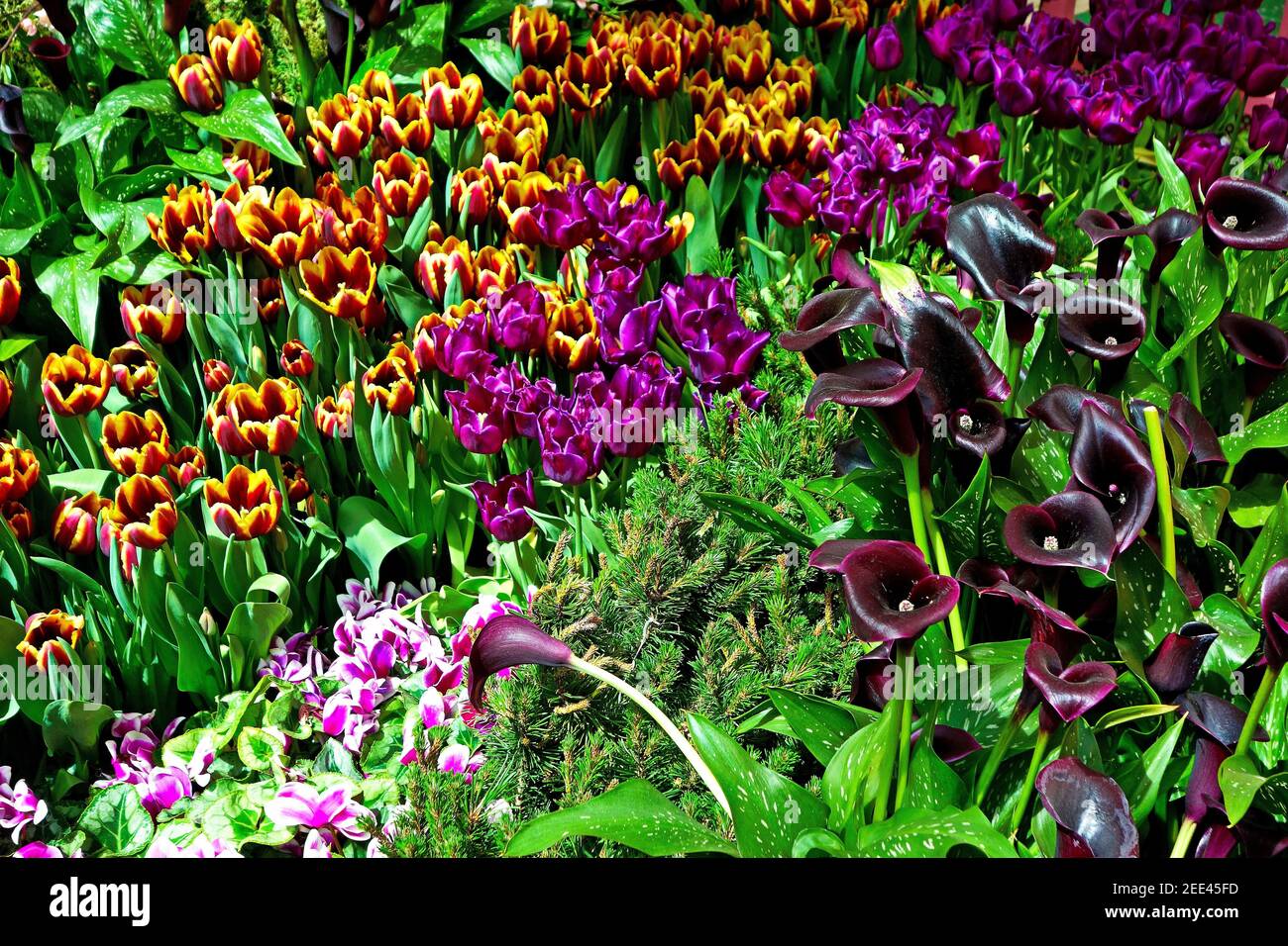 High angle shot of exotic and colorful flowers on a field Stock Photo ...