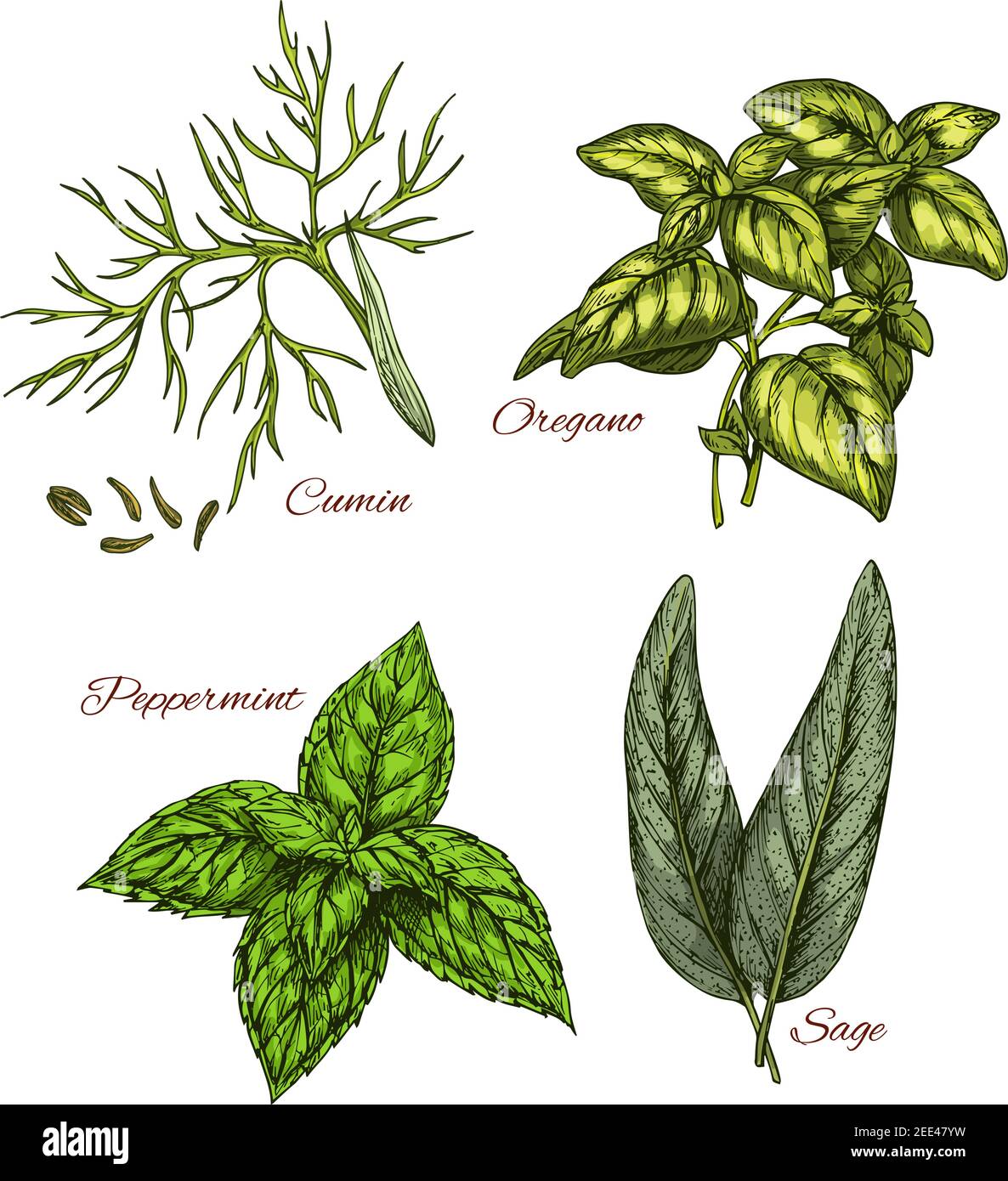 Cumin plant Stock Vector Images - Alamy