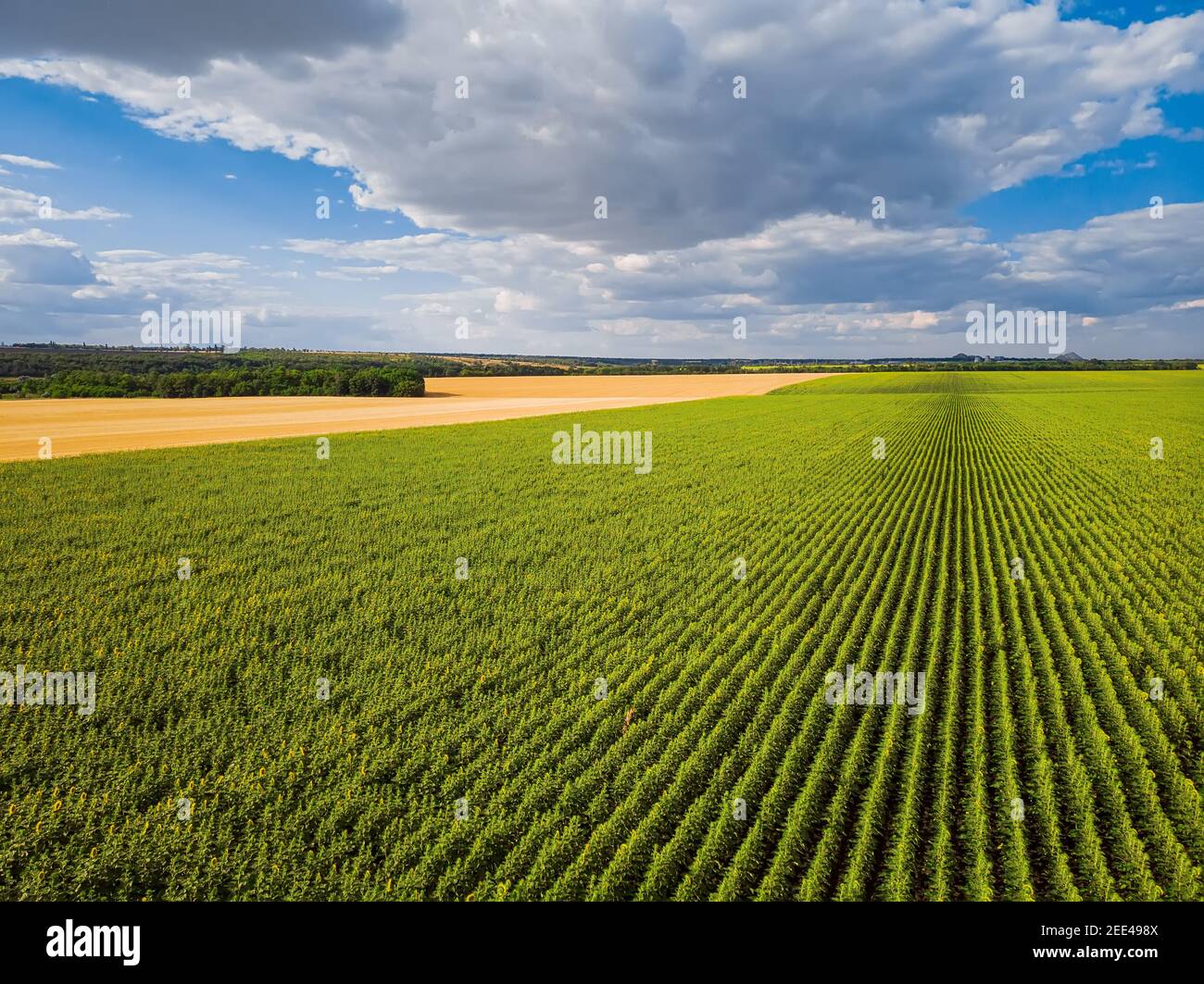 Aerial Flying over Blooming yellow sunflowers field with blue cloudless ...