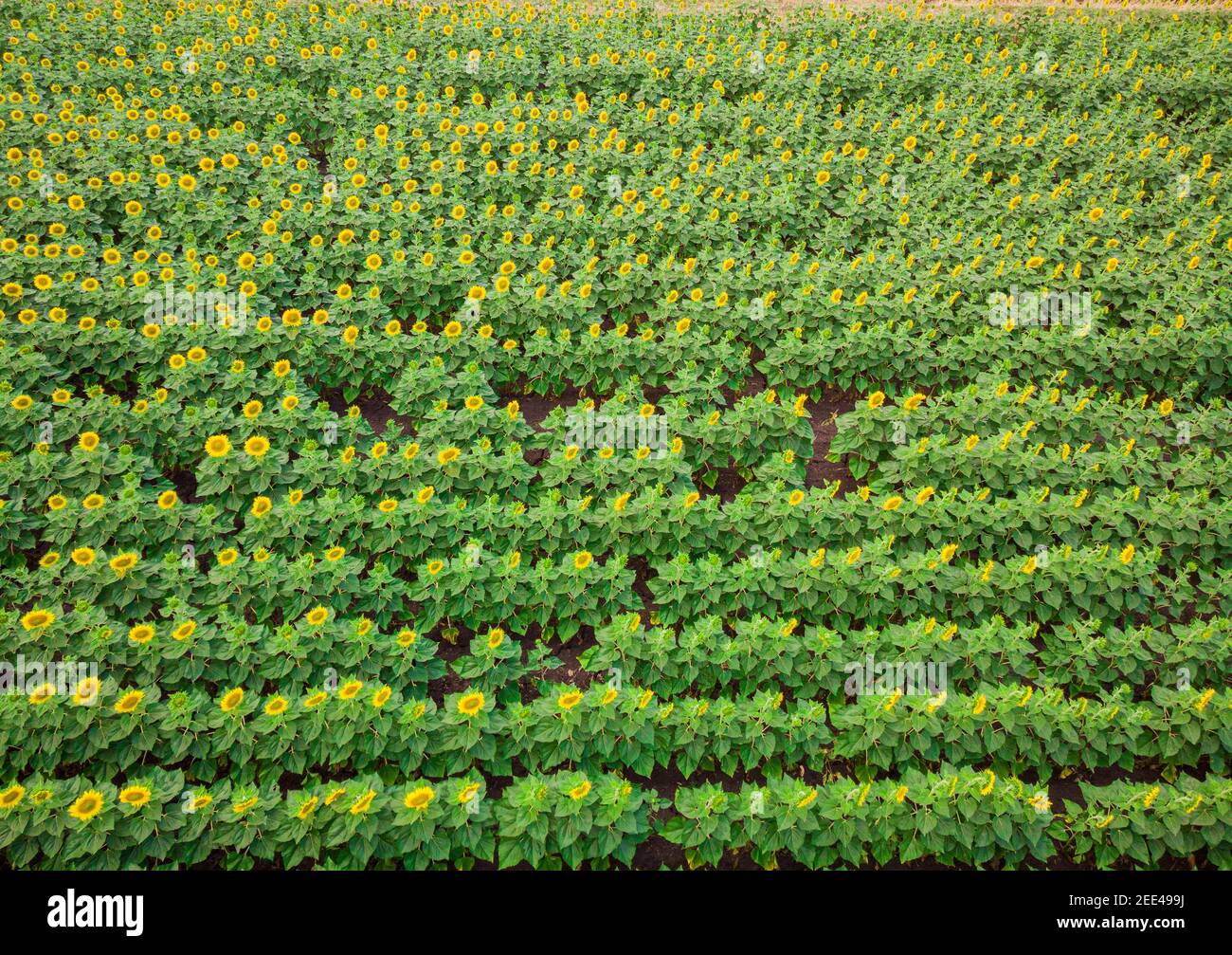 Field of sunflowers. Aerial view of agricultural fields flowering ...