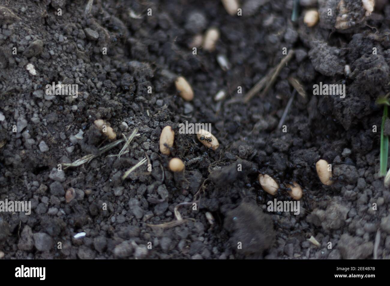 Ants gathering food to nest hi-res stock photography and images - Alamy