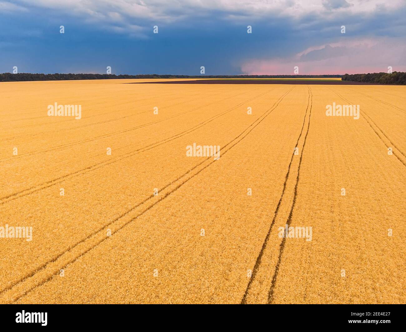 Aerial view of the wheat fields. Wheat fields from a height. Top down ...