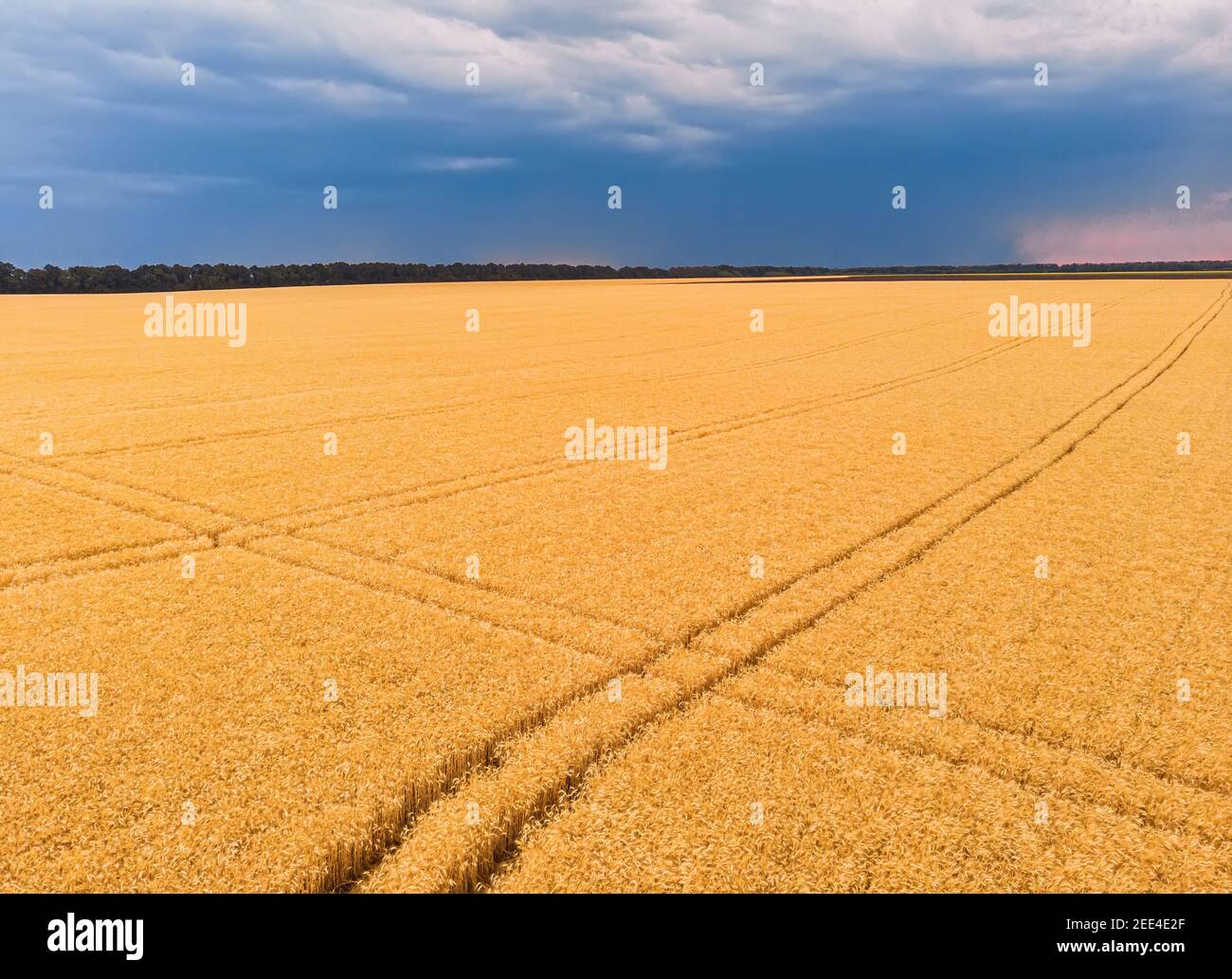 Aerial view of the wheat fields. Wheat fields from a height. Top down ...