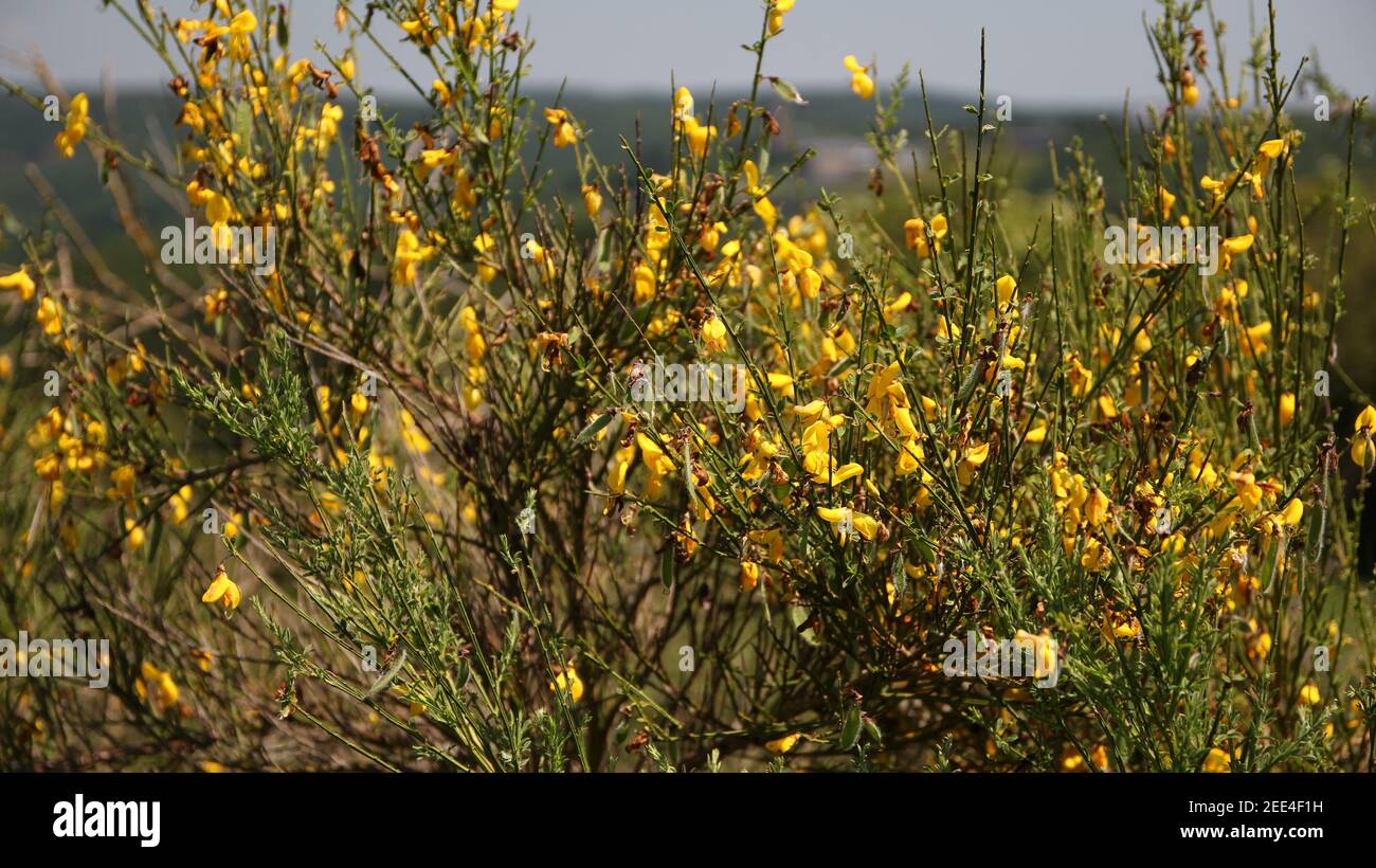 Closeup of a flowering common broom shrub with yellow blossoms Stock ...