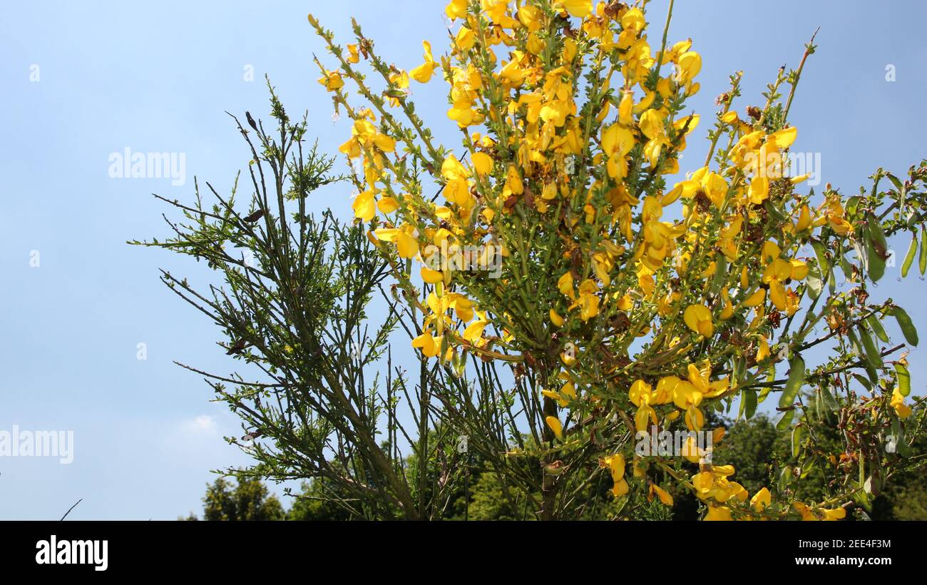 Blooming bush of the common broom in the background of the blue sky ...