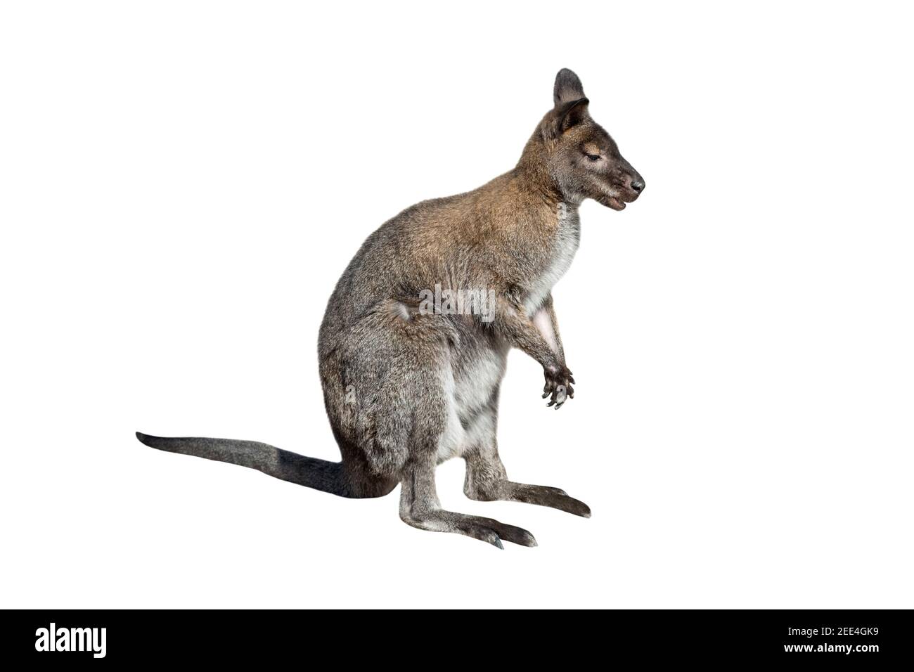 Male kangaroo isolated on white background. Big kangaroo full length, side view. The kangaroo ...
