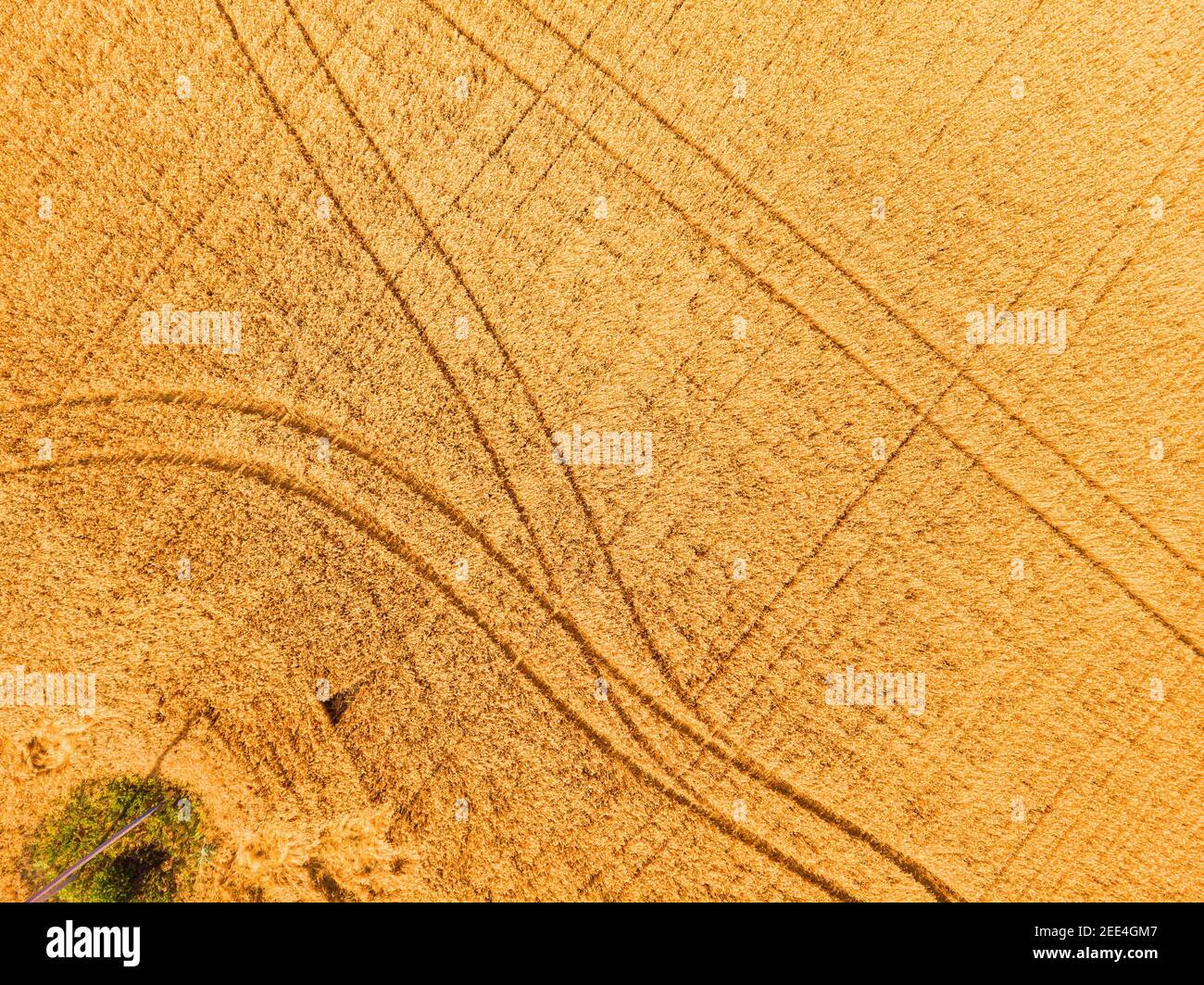 Aerial view of the wheat fields. Wheat fields from a height. Top down ...