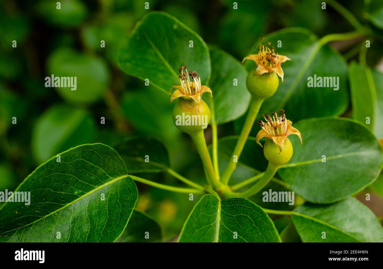 Beautiful fresh young pears growing on a tree. Close up Stock Photo - Alamy