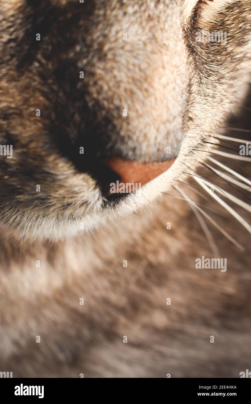Gray cats nose close up Stock Photo - Alamy