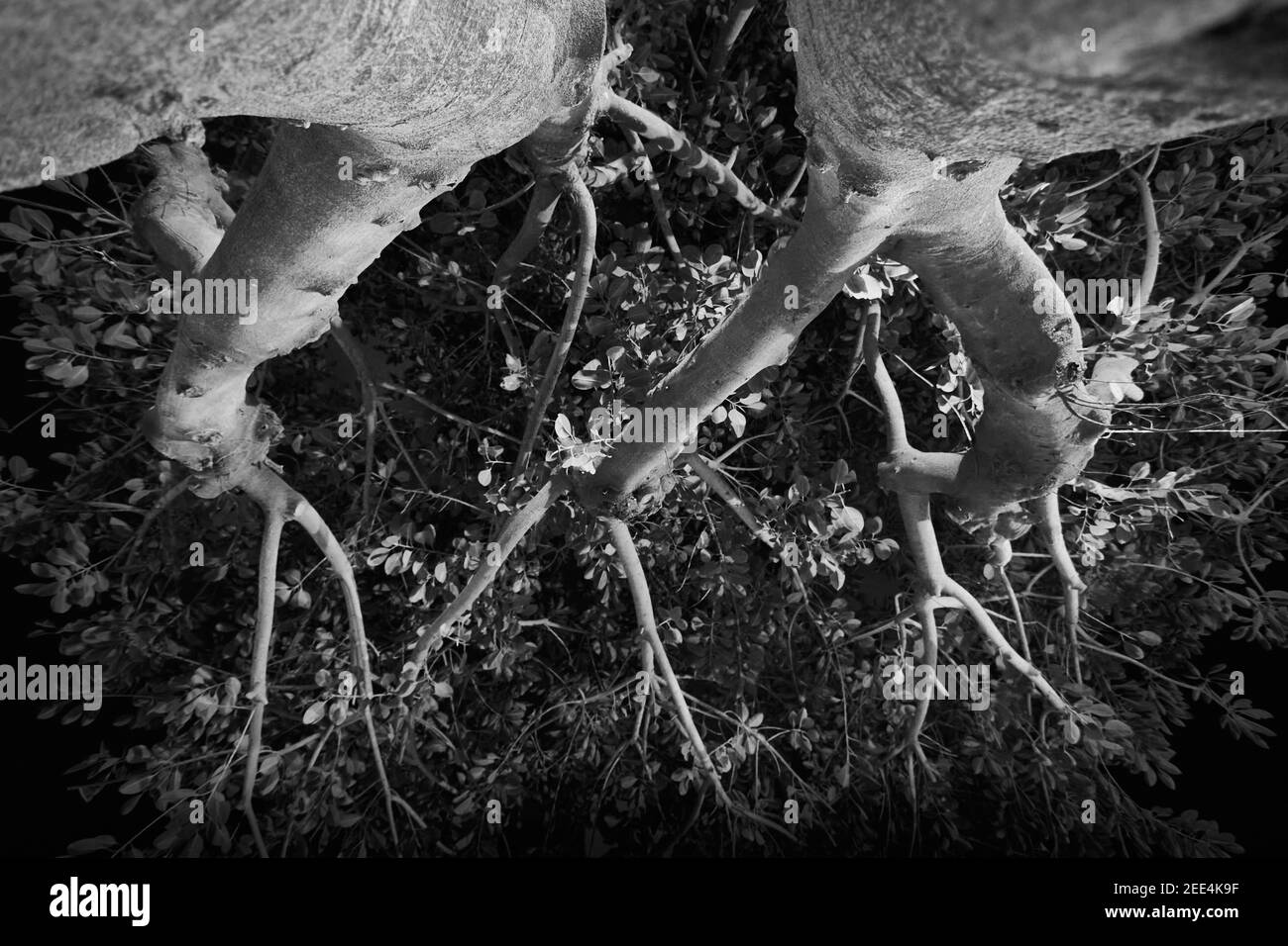Low angle grayscale of a tree covered by leave Stock Photo - Alamy