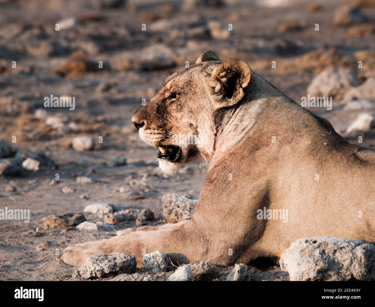 Mane lioness hi-res stock photography and images - Alamy