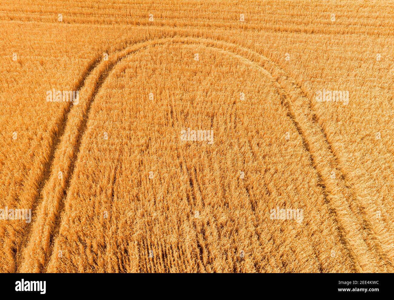 Aerial view of wheat field with tractor tracks. Beautiful agricultural ...