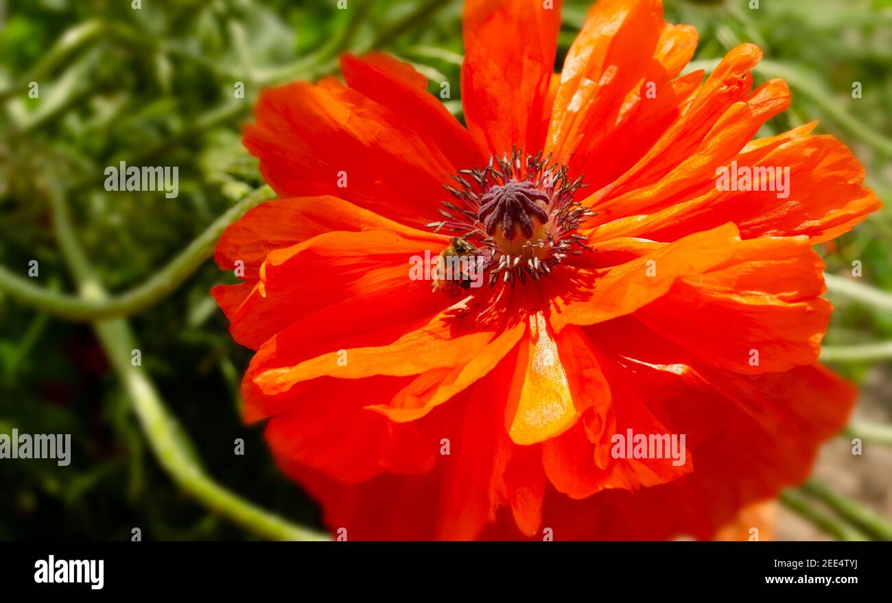 Delicate red poppy flower. Picturesque May contrasts. Create a mood ...