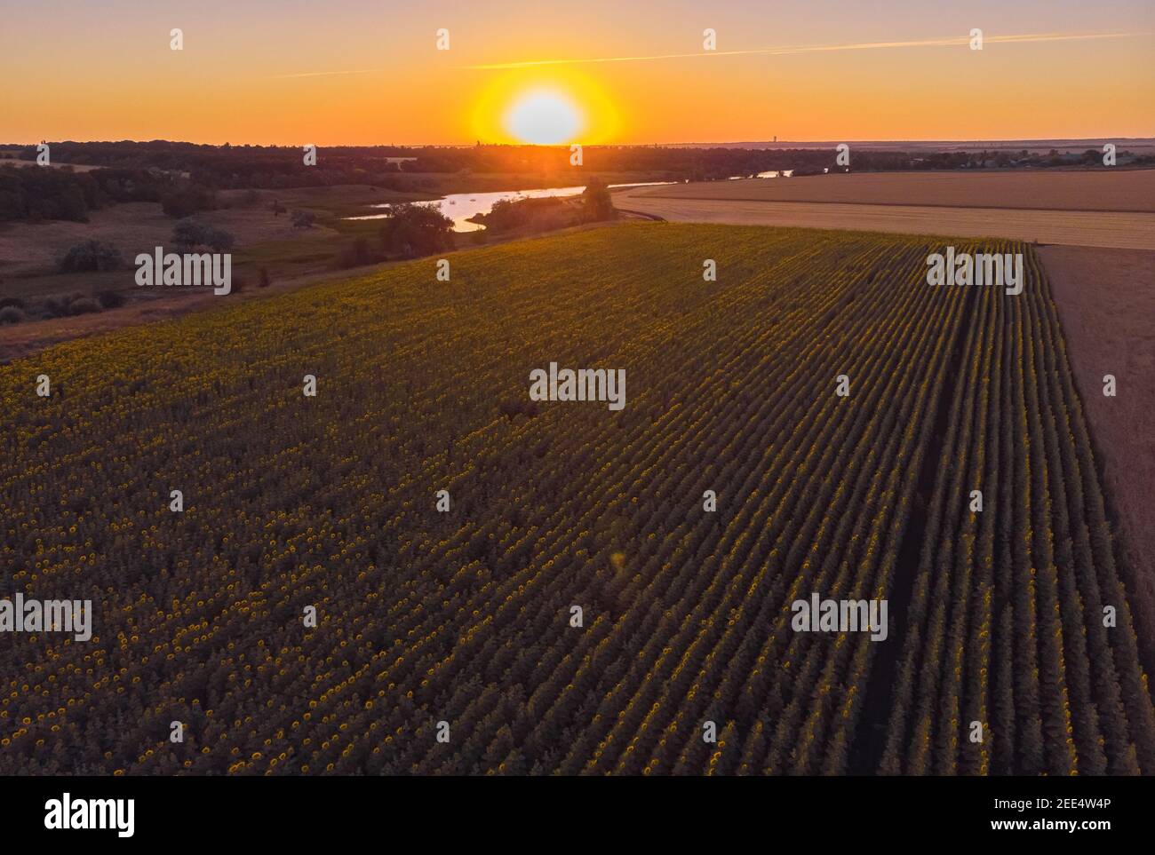 Aerial view of the wheat fields. Wheat fields from a height. Top down ...