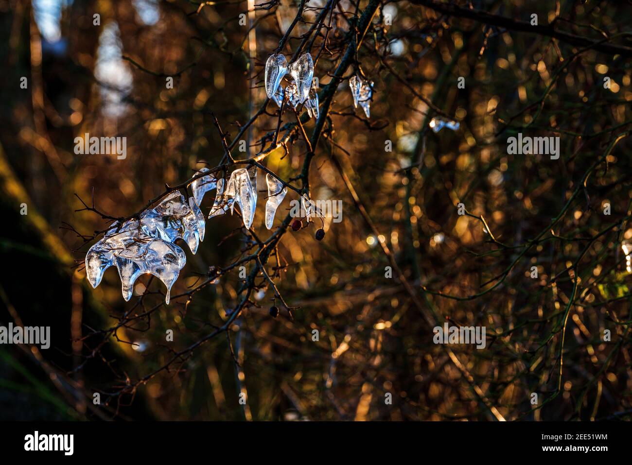 icicles illuminated with sun rays Stock Photo - Alamy