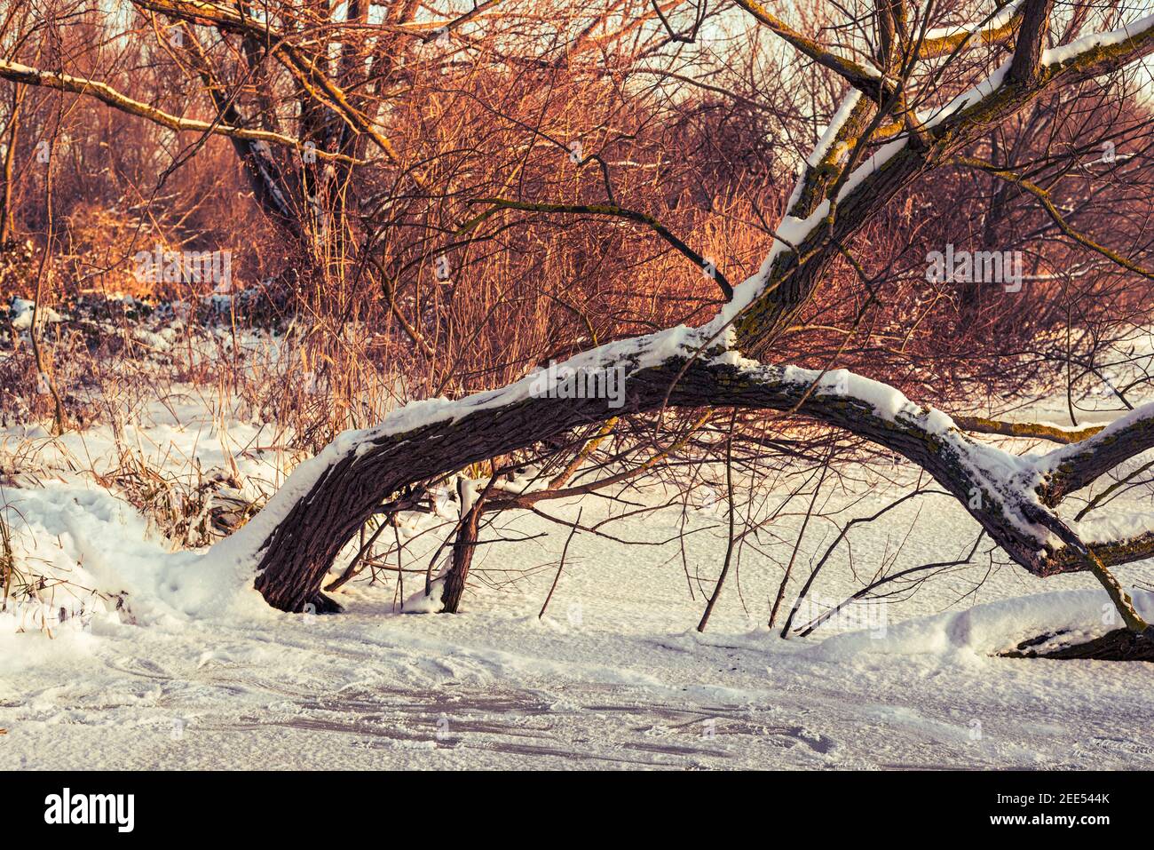 Bent tree trunk touches the frozen lake. The forest is illuminated by ...